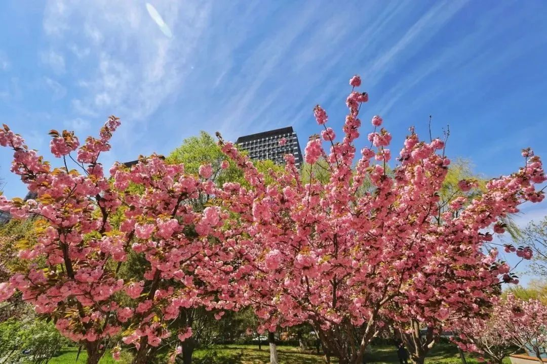 Esta semana as temperaturas sobem em Beijing. Veja onde apreciar as ...